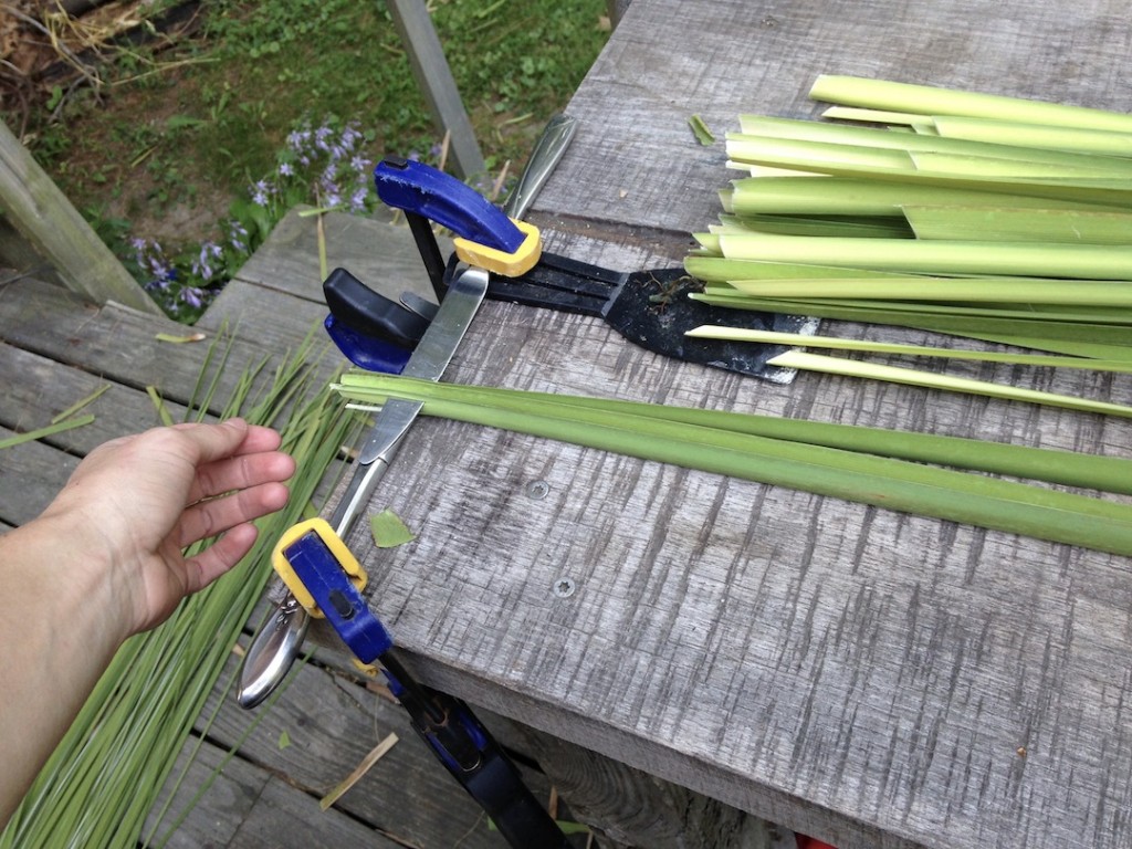 Harvesting Cattails For Basketry: The Basics and Beyond